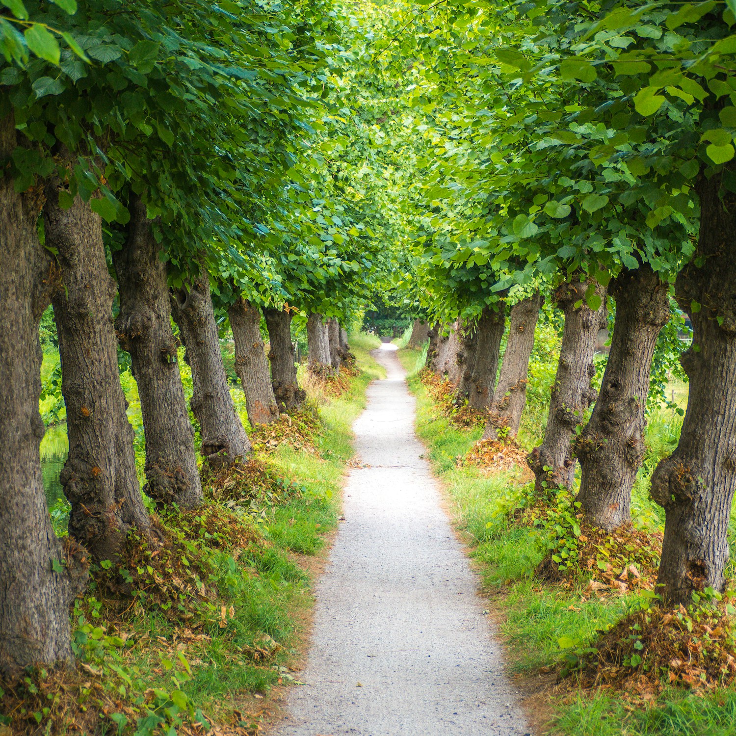 Urbanisme et protection des allées et alignements d’arbres bordant les ...
